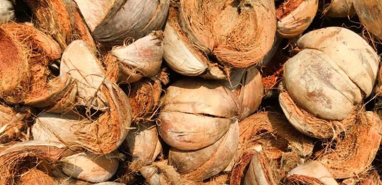 What is Coconut Coir Fiber - Coconut Dehusking Machine, Coconut Milk ...